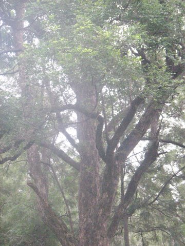 Music Instrument Parts | New-Tech Tool Manufucturers