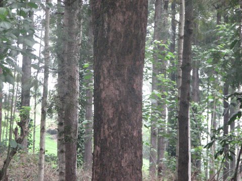 Music Instrument Parts | New-Tech Tool Manufucturers